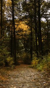 8 Places to See Boston’s Fall Colors without a Car - HI USA